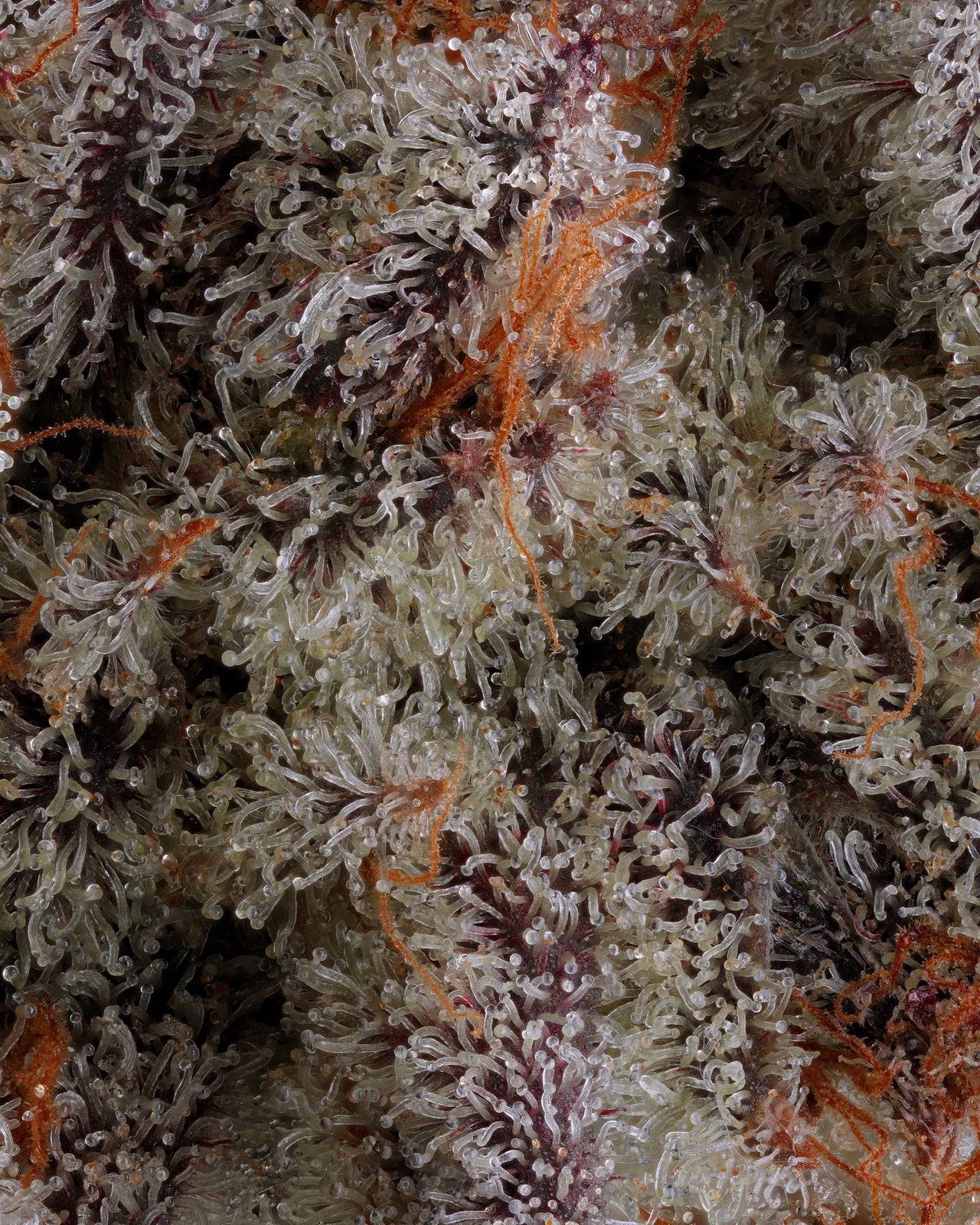 Collections – Compound Genetics