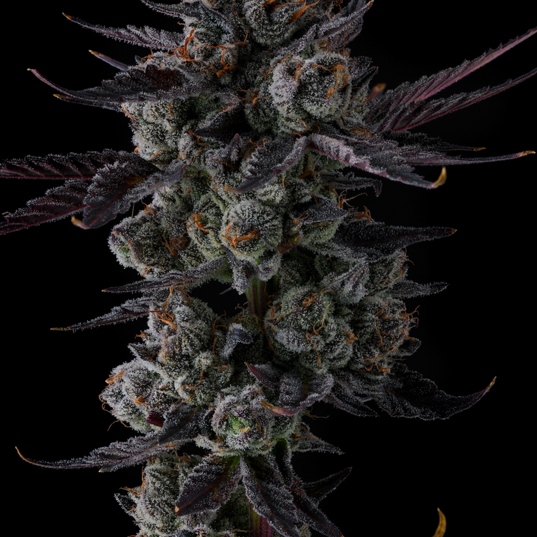 Grape Gasoline – Compound Genetics