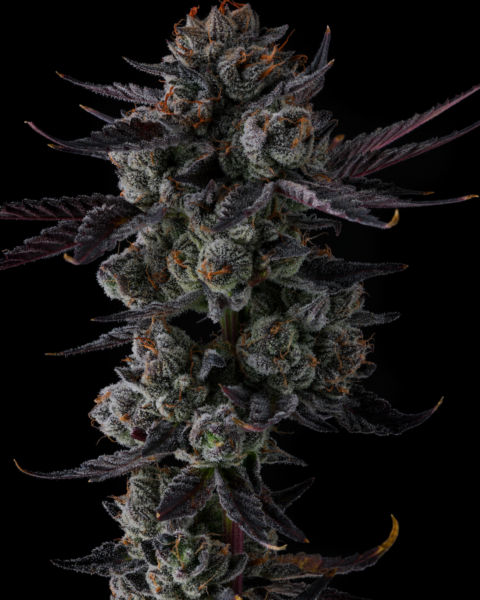 Any Day – Compound Genetics