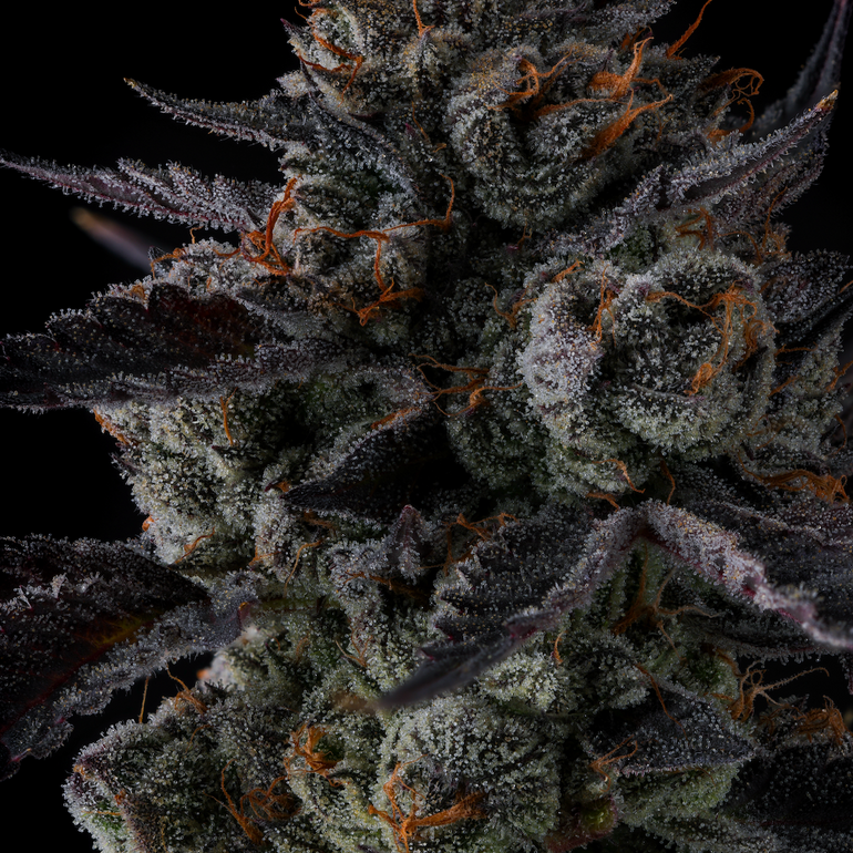 Grape Gasoline – Compound Genetics