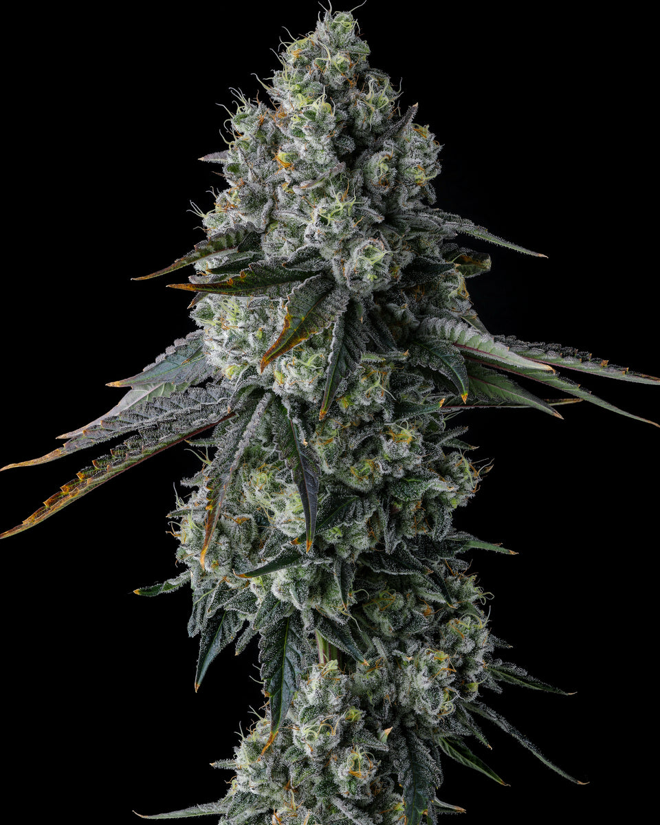 Chem 51 – Compound Genetics