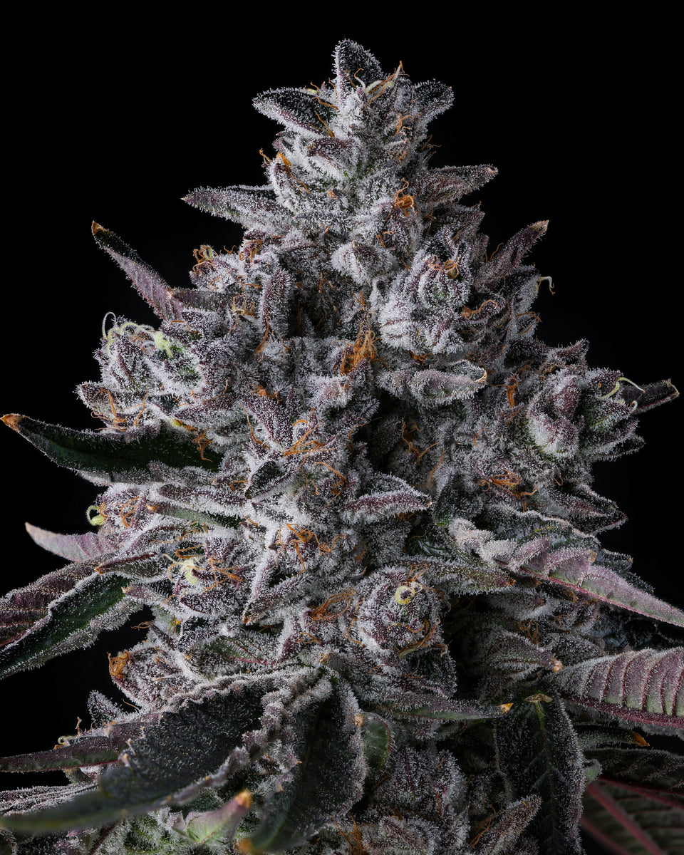 Chrome Dome – Compound Genetics