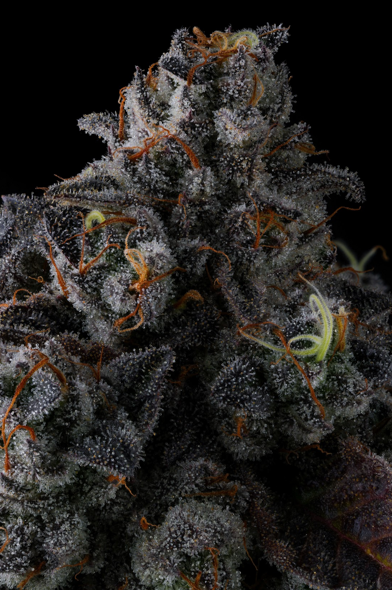 Crystal Chalice – Compound Genetics