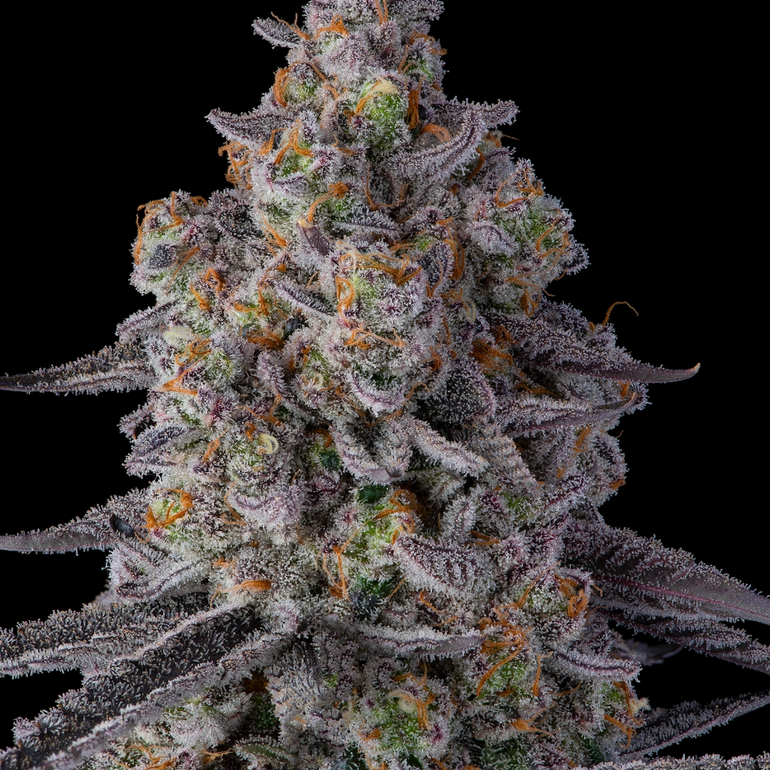 Grape Gasoline – Compound Genetics