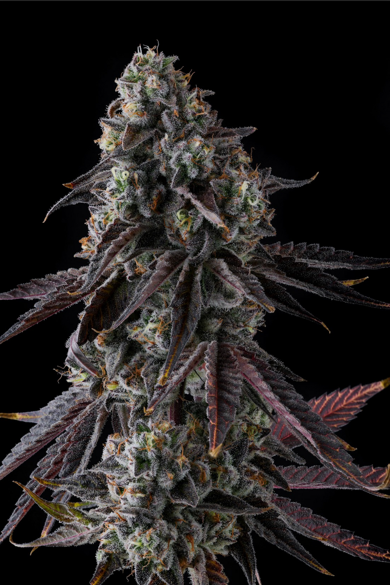 Fruit Riot – Compound Genetics