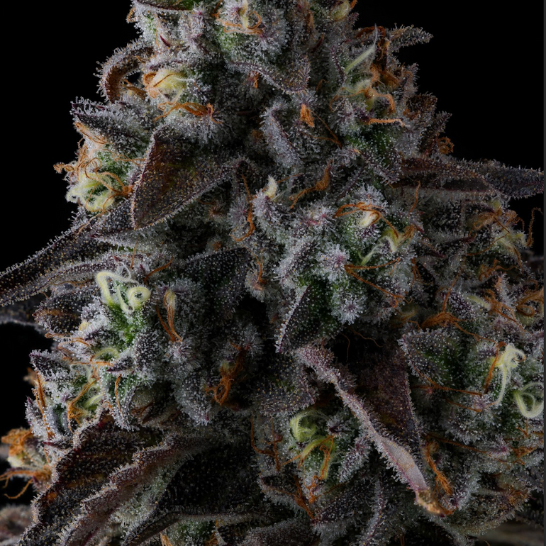 Grape Gasoline – Compound Genetics