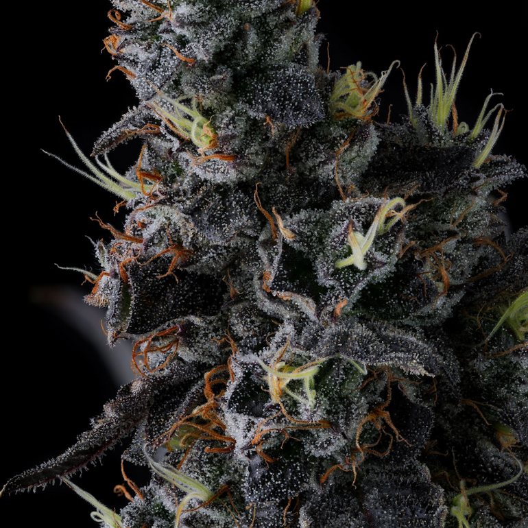 Grape Gasoline – Compound Genetics