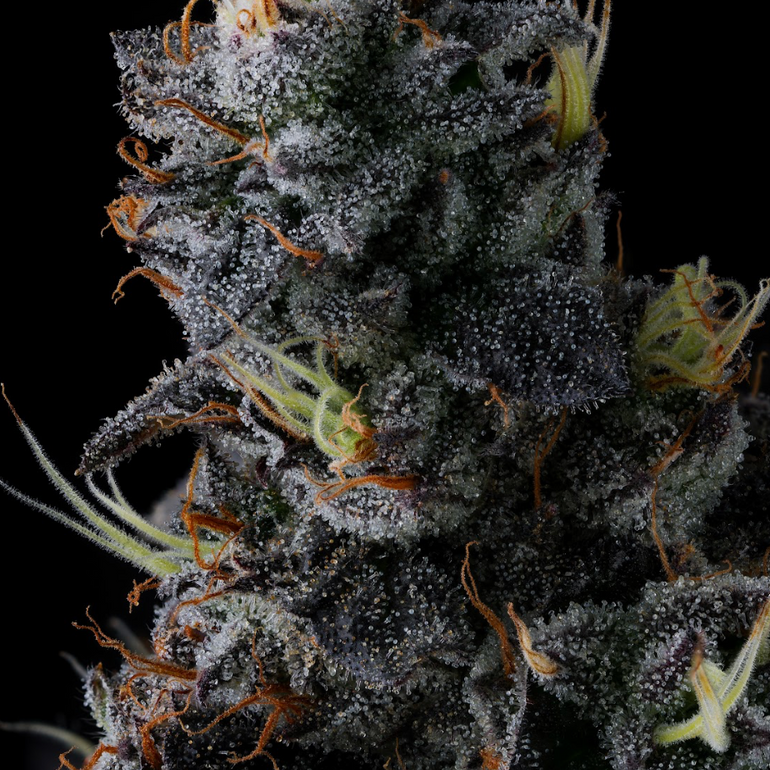 Grape Gasoline – Compound Genetics