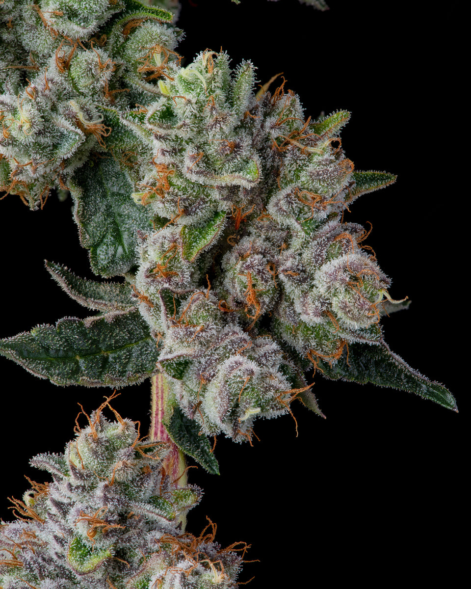 Glue 31 (GG4 x Jokerz #31) – Compound Genetics