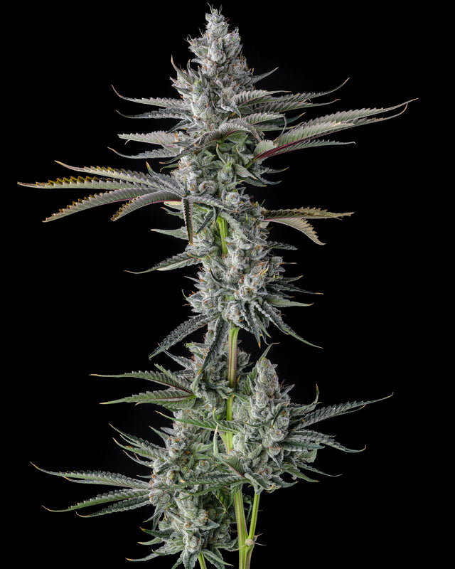 Guwop Green – Compound Genetics
