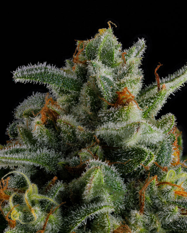 Jet Puft – Compound Genetics