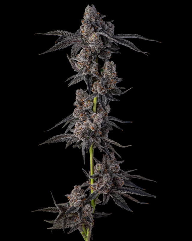 Mellowz – Compound Genetics