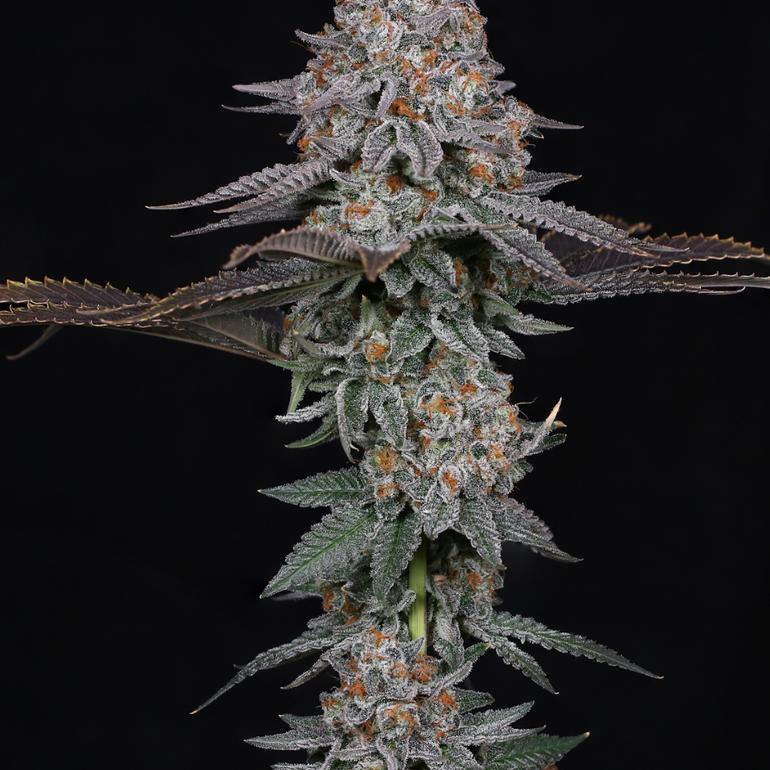 Grape Gasoline – Compound Genetics