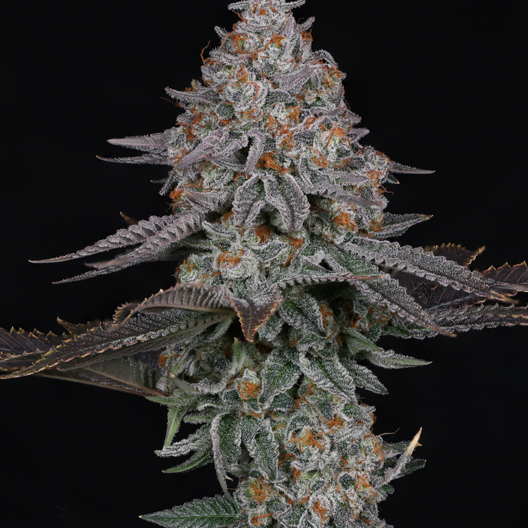 Grape Gasoline – Compound Genetics