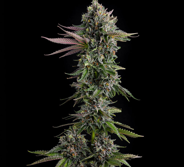 The Menthol Vol. 2 – Compound Genetics