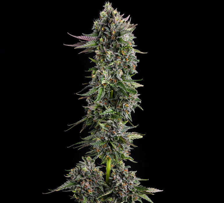 The Menthol Vol. 2 – Compound Genetics