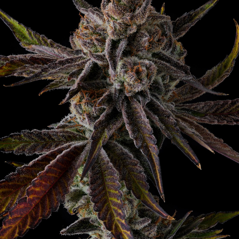 Grape Gasoline – Compound Genetics