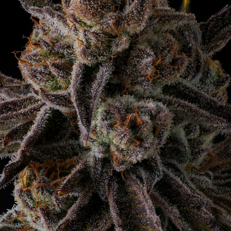 Grape Gasoline – Compound Genetics