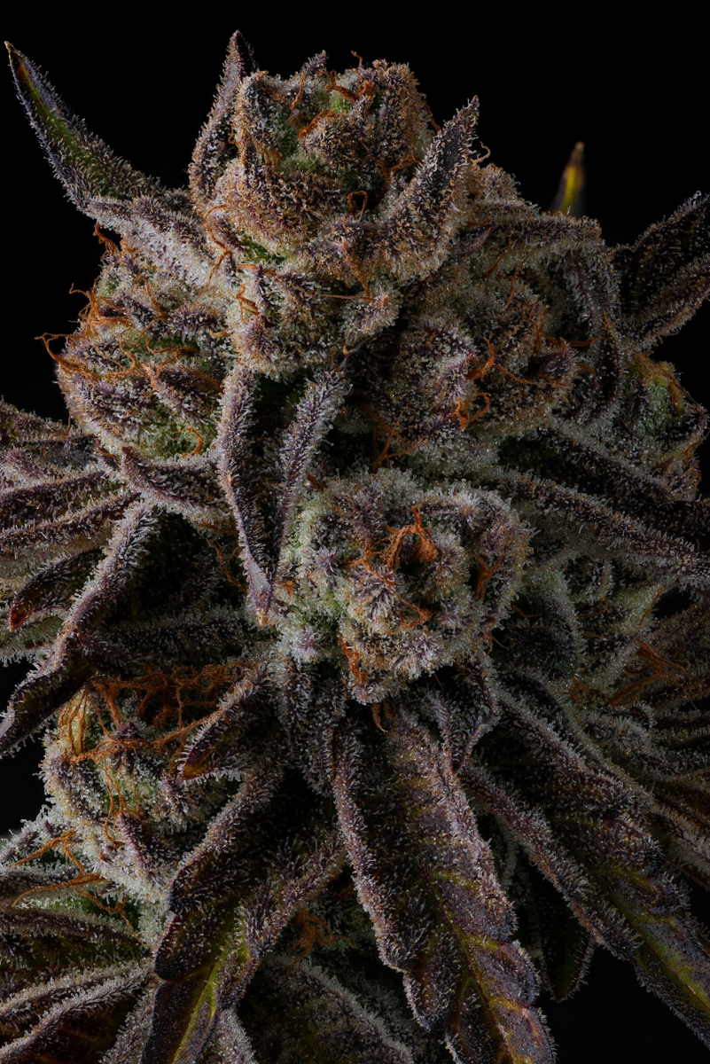 Purple Preserves – Compound Genetics