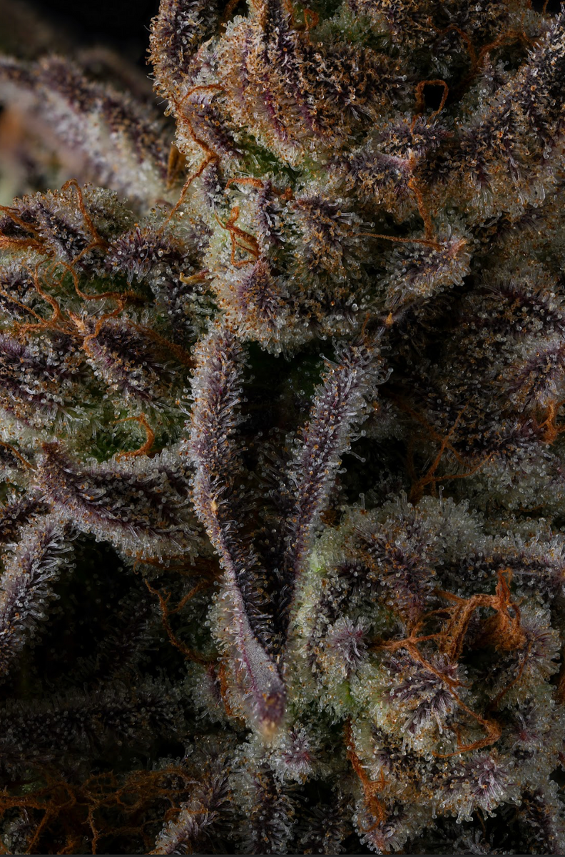 Purple Preserves – Compound Genetics