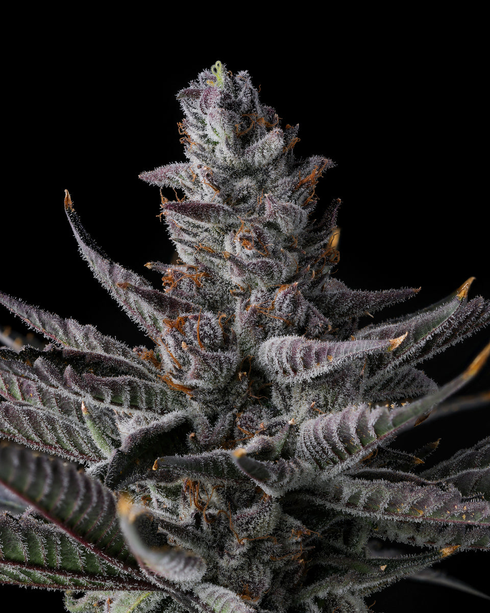 Rah Tah Tah – FAR Tech Ventures Inc.