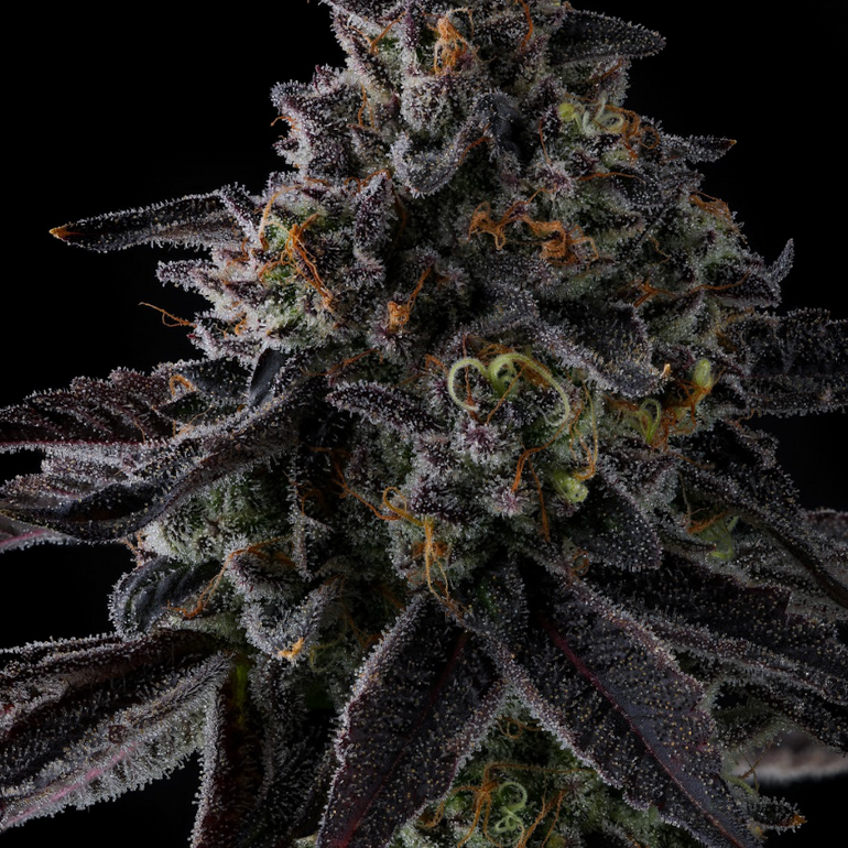 Grape Gasoline – Compound Genetics