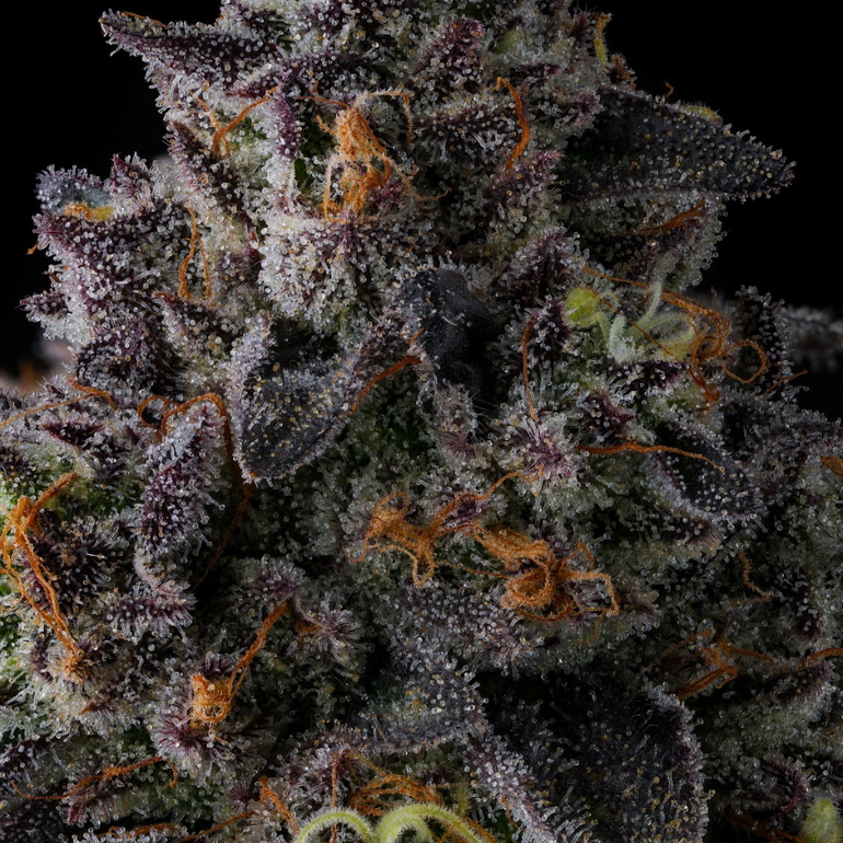 Grape Gasoline – Compound Genetics