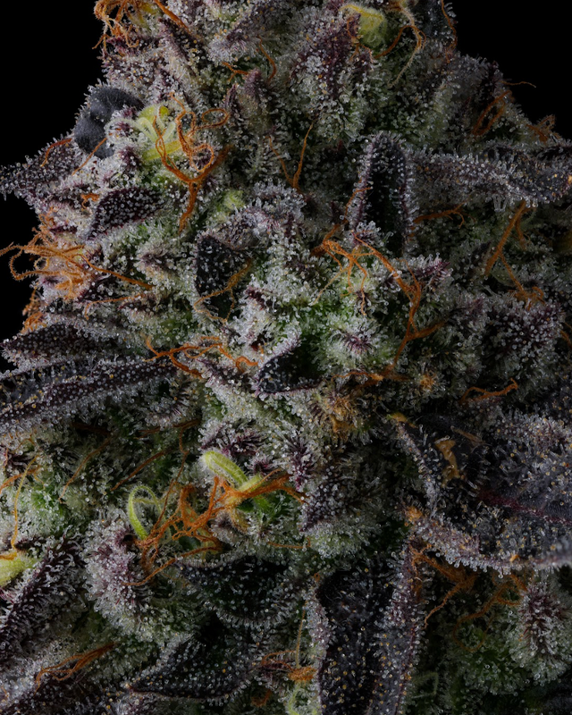 Status Symbol – Compound Genetics