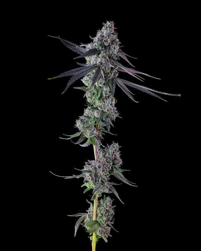 Goofiez^2 (Apples and Bananas x Jokerz #31) – Compound Genetics