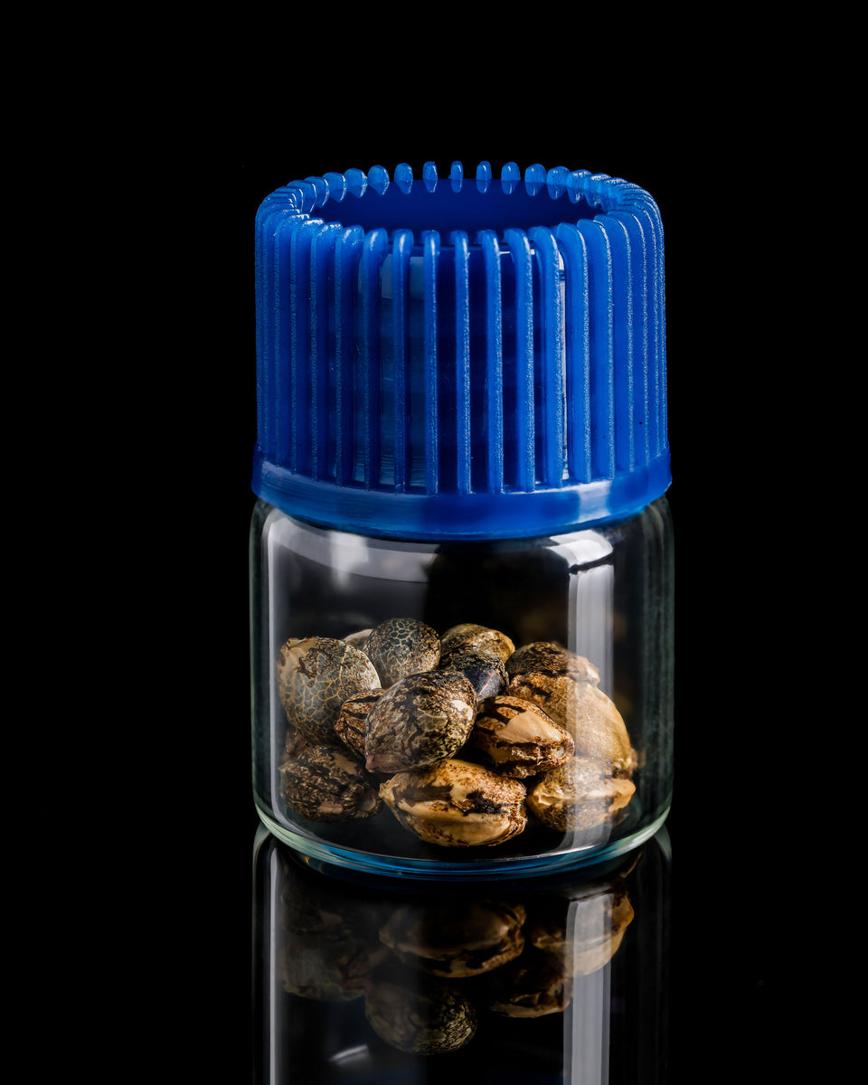 Blue Pavé – Compound Genetics